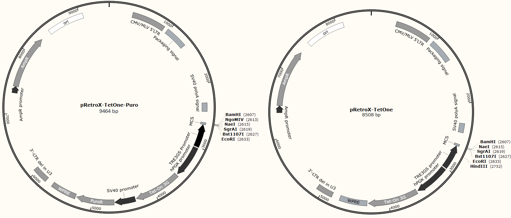Tetracycline inducible expression—Tet-One systems Tetracycline inducible expression—Tet-One systems